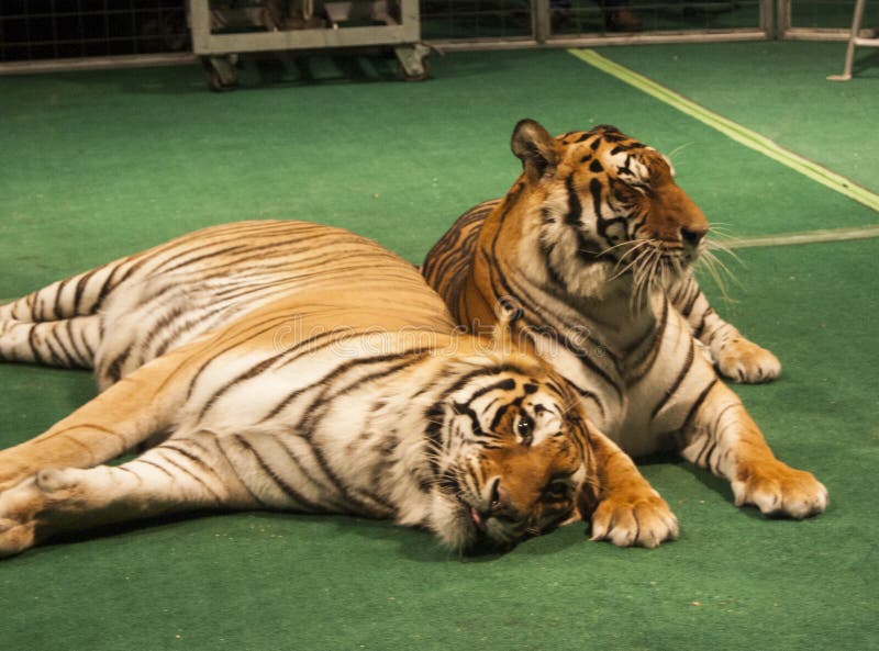 Two Tigers stock photo. Image of mammal, whiskers, cage - 80985670