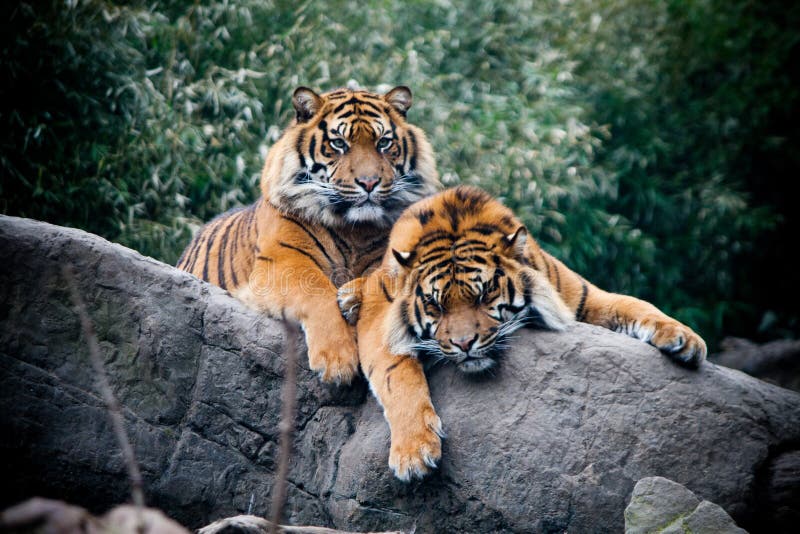 Two Tigers on a Rock in the Wild Stock Image - Image of animals ...