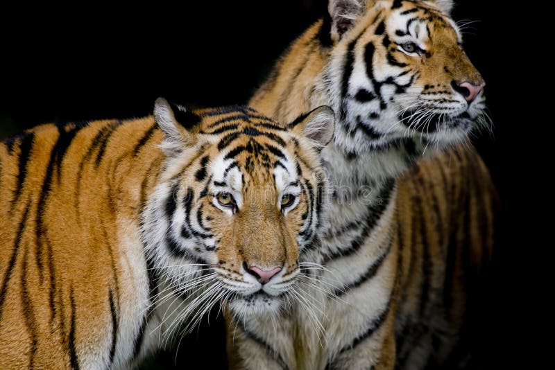 Two Tigers in Their Natural Environment Stock Image - Image of sumatran ...