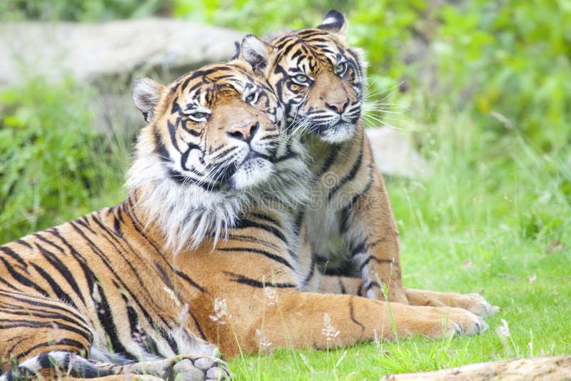 Tigers ready to pounce stock photo. Image of month, siberian - 46015270