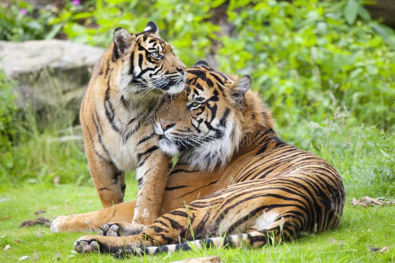 Two tigers together stock photo. Image of cuddling, peacock - 41835850