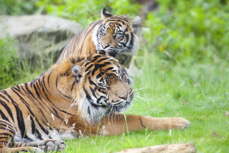 Two tigers together stock image. Image of predators, ecology - 41835947