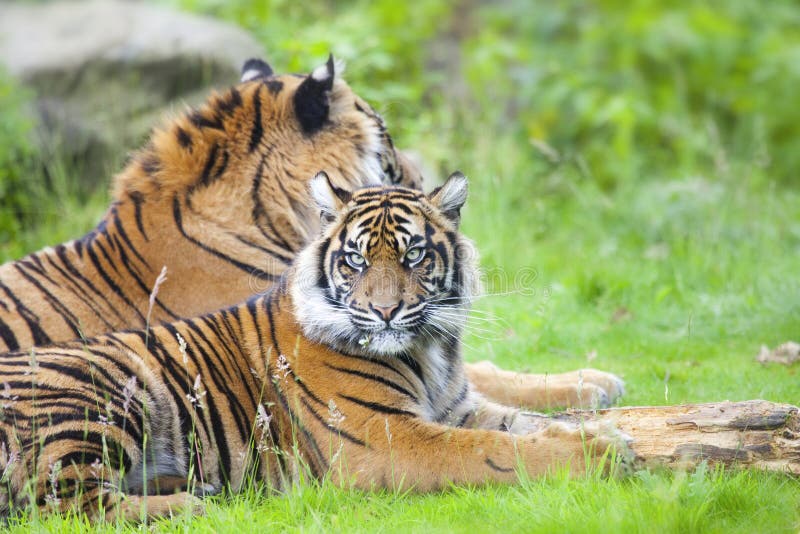 Two tigers together stock image. Image of predators, ecology - 41835947