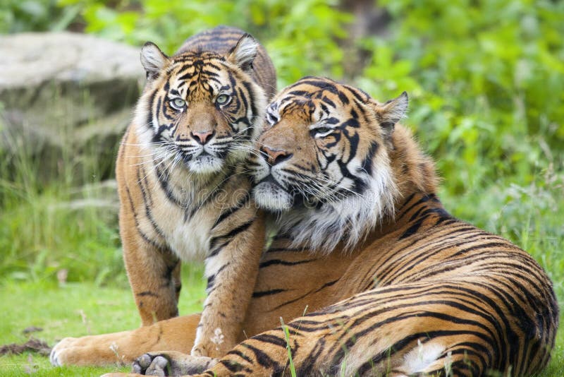 Two tigers stock photo. Image of white, asia, grass, spots - 10206406