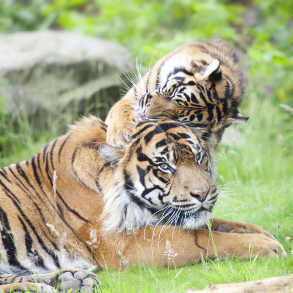 Two tigers together stock photo. Image of ecology, extinct - 41836006