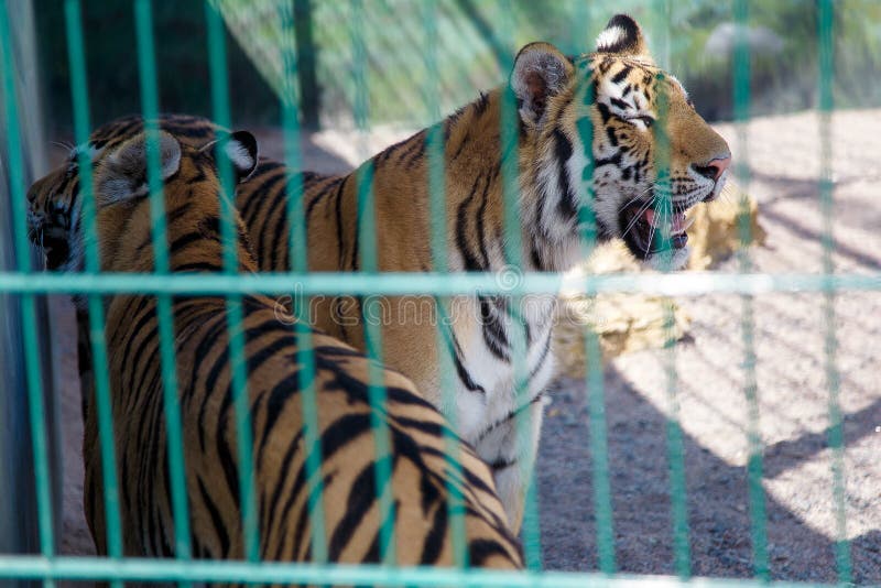 Two tigers in the zoo stock image. Image of danger, cages - 178769887