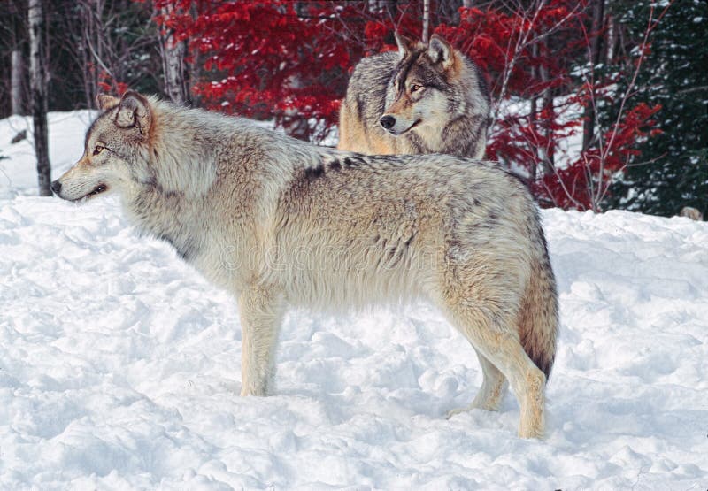 Two timber wolves stock photo. Image of tree, forest - 30483530