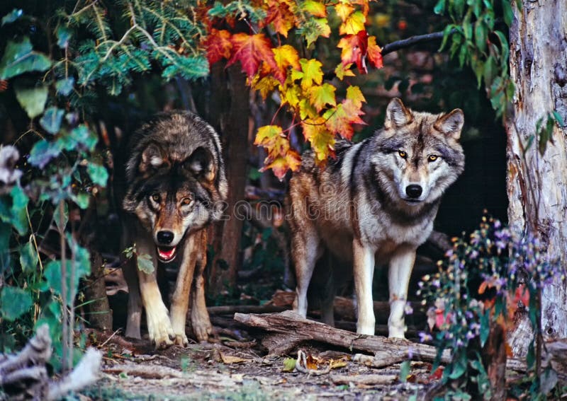 Arctic Wolves stock photo. Image of wildlife, wolf, temperatures - 22658074