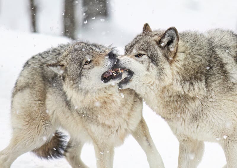 213 Wolves Fighting Stock Photos - Free & Royalty-Free Stock Photos ...