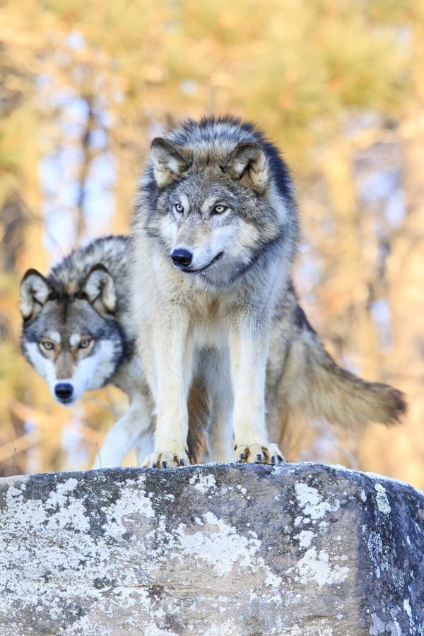 Two timber wolves on ridge stock photo. Image of canine - 84253750