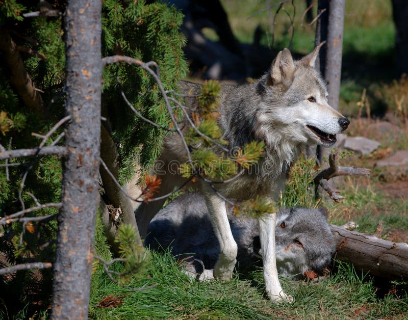 Two Timber Wolves by Tree stock photo. Image of observe - 277424