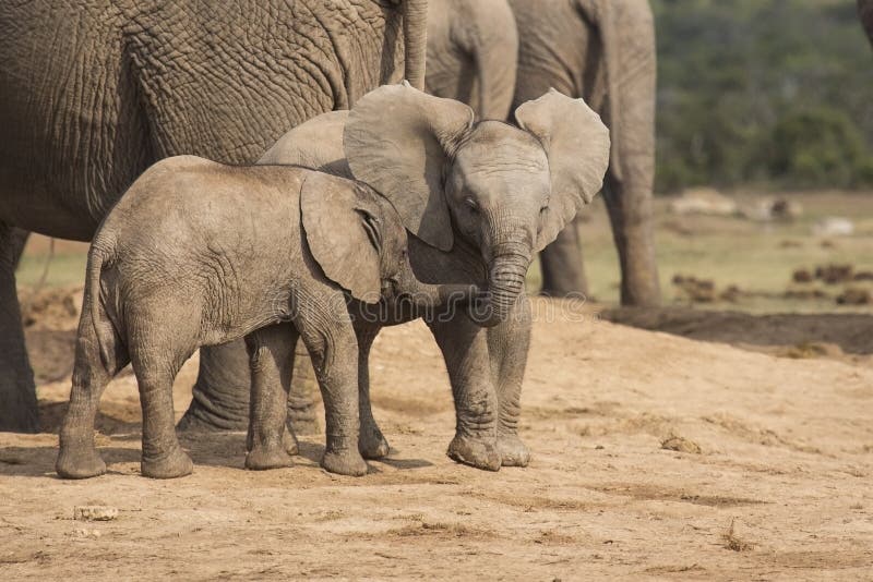 Two Tiny Baby Elephant Playing Stock Image - Image of babies, game ...