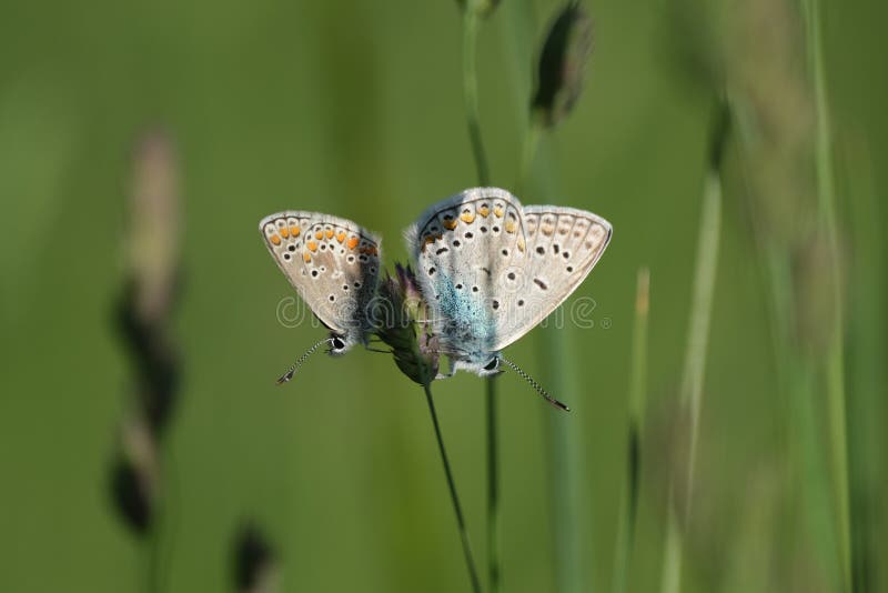 Two Tiny Butterflies on a Plant in Nature Stock Photo - Image of argus ...