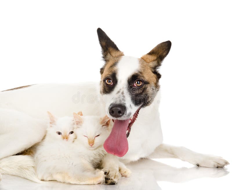 Two Tiny Kittens Sleep Near a Big Dog Stock Image - Image of care ...