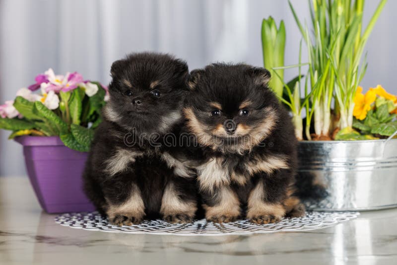 Two Tiny Pomeranian Spitz Puppies Posing with Spring Flowers Indoors ...