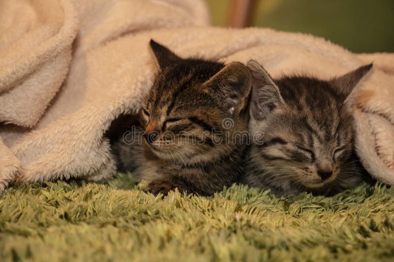 Two Tiny Sleeping Kittens on a Green Carpet Stock Photo - Image of ...