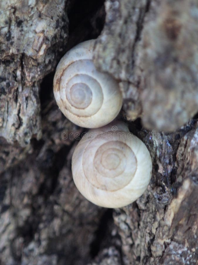 Two tiny snails stock photo. Image of tiny, nestled - 148014456