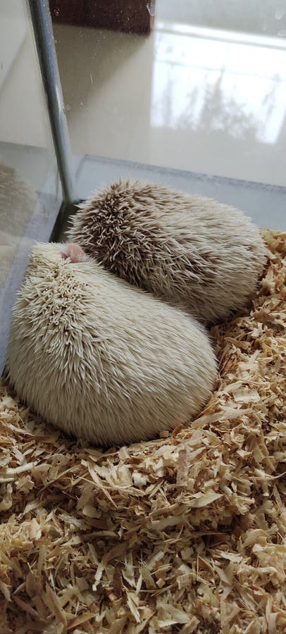 Two Tiny White Hedgehogs Sleeping in Aquarium Stock Image - Image of hedgehogs, white: 262053265