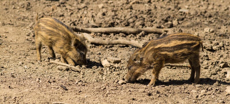 Two Young Boars Looking for Food Stock Photo - Image of little, babies ...