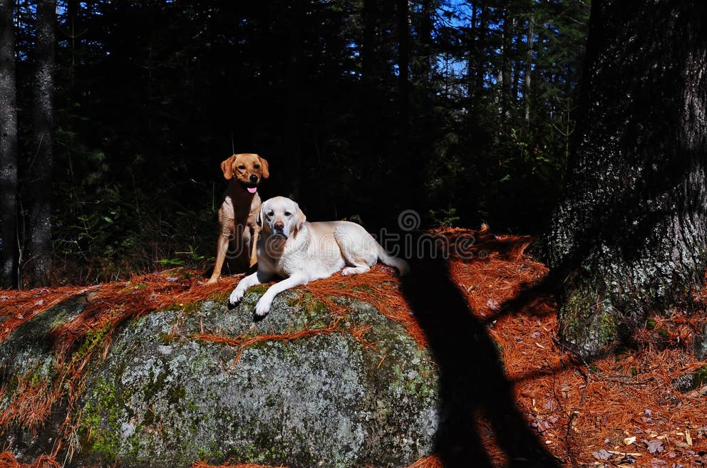 Two tired pups. stock photo. Image of paws, beautiful - 24303648