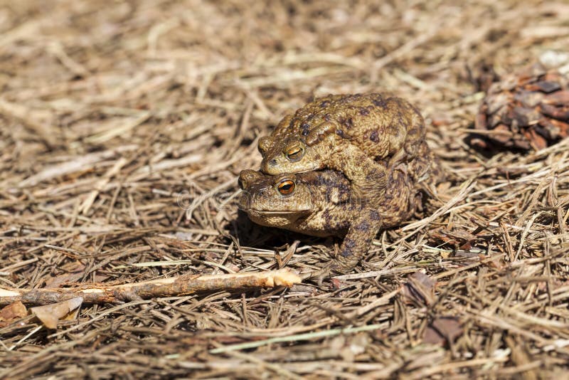 Two Toads in the Breeding Season Stock Image - Image of crawl, animal ...
