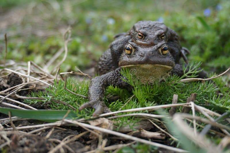 Two toads on each other. stock photo. Image of toads - 273598732