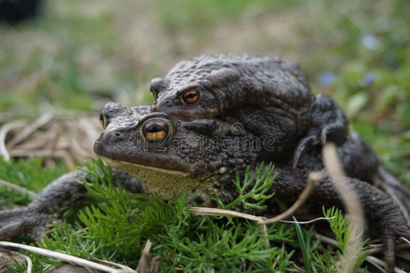 Two toads on each other. stock photo. Image of toads - 273598746