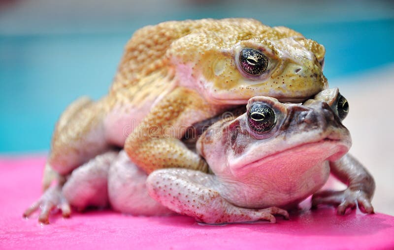 Two Toads or Frogs One on Top of Another on Top of a Pool Board Stock ...