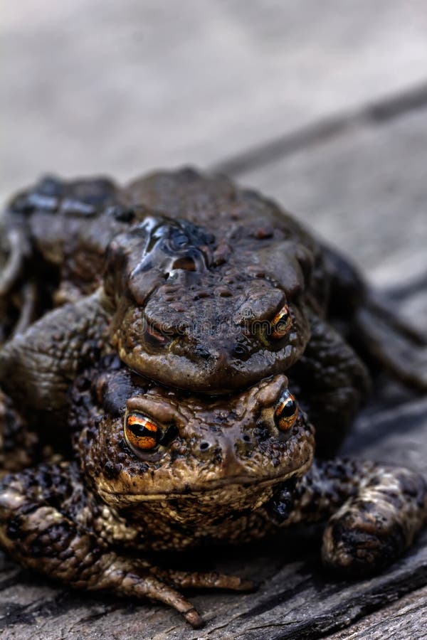 Two toads. Love. stock image. Image of amphibian, season - 91043477