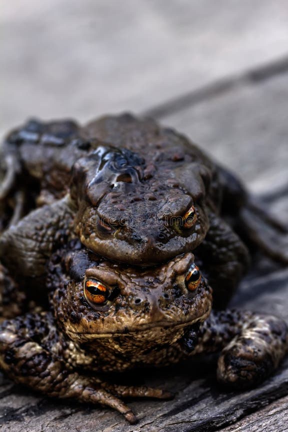 Two toads. Love. stock image. Image of amphibian, season - 91043477