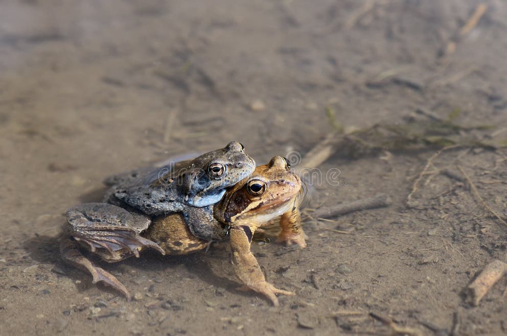 Two toads mate in a puddle stock photo. Image of couple - 89167504