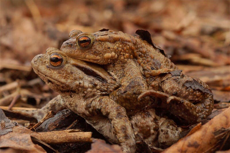 Two Toads are Piled on Top of Each Other on a Bed of Leaves. the Toads ...