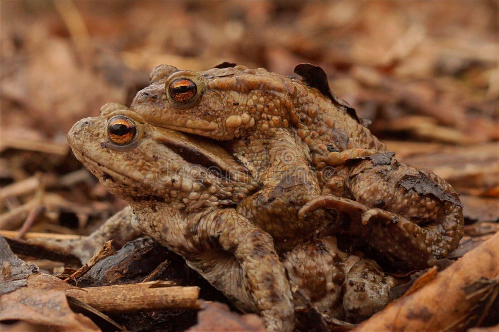 Two Toads are Piled on Top of Each Other on a Bed of Leaves. the Toads ...