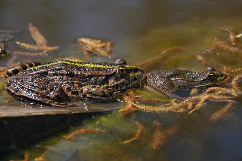 Two toads in a pond. stock image. Image of camouflage - 37379195