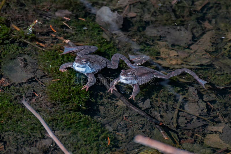 Toads in water, Bufo bufo stock photo. Image of habitat - 29450544