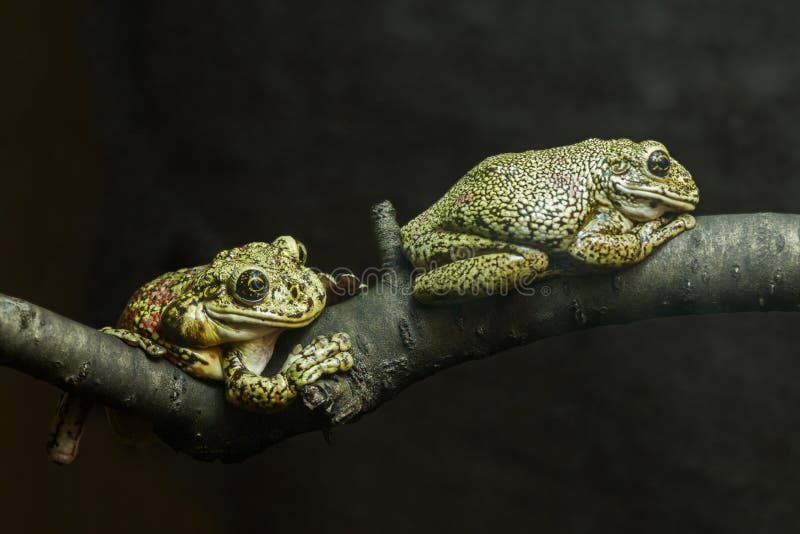 Two Toads are Sitting on a Tree Branch. on a Dark Background Stock ...