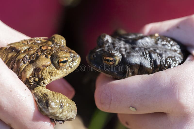 Two Toads with Their Faces To Face in the Hands of a Child Stock Photo ...