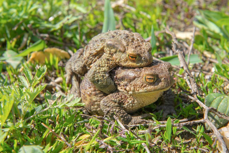 Two toads stock photo. Image of continued, mating, procreation - 41280320