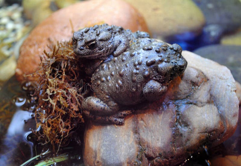 Two Toads stock image. Image of toad, frog, leap, frogs - 204325207