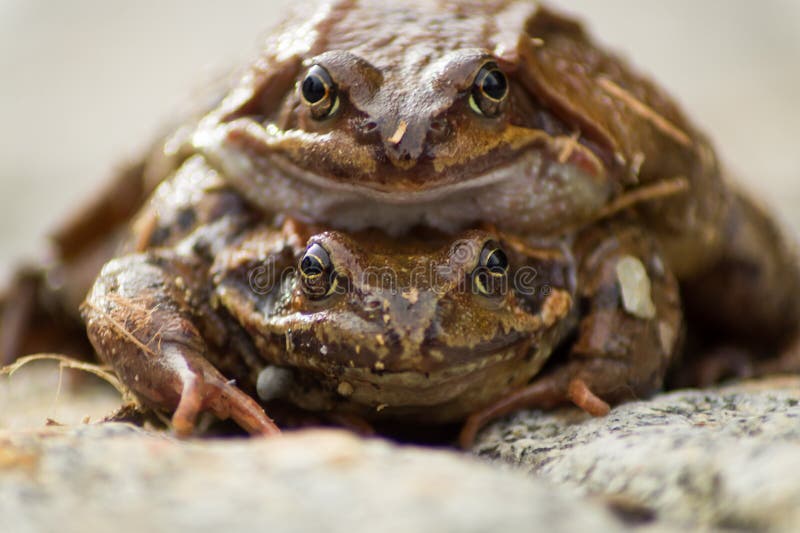 Two toads stock photo. Image of nature, green, reptile - 237597434