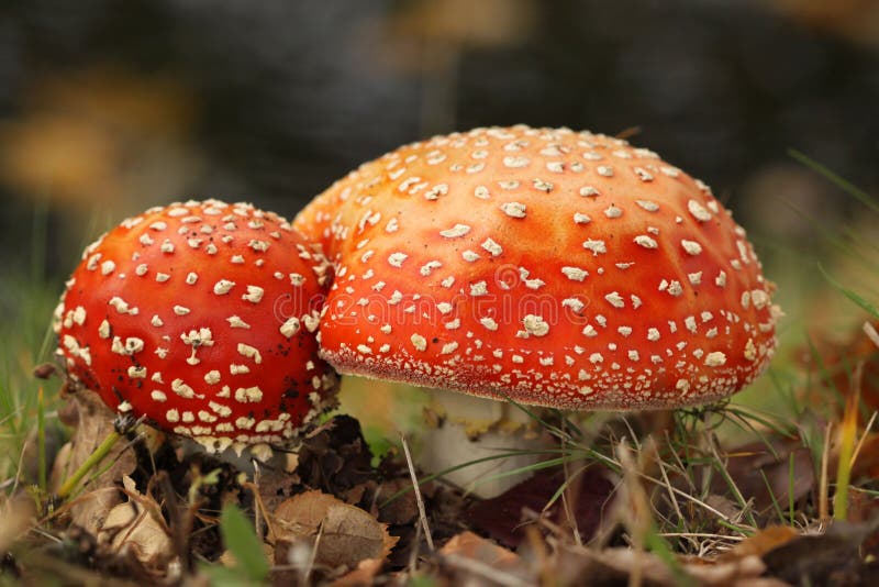 Two Toadstools To Close Together in the Grass Stock Photo - Image of macro, toxis: 11691192