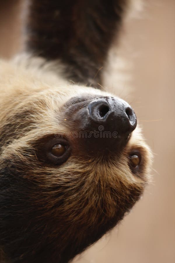 Two-toed sloth stock image. Image of creature, animal - 10707883