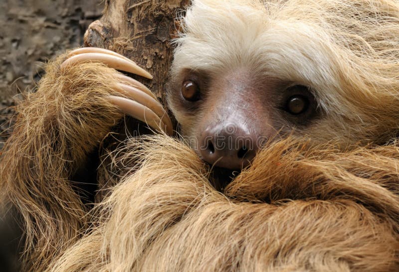 Two-toed sloth stock image. Image of jungle, wildlife - 12023955