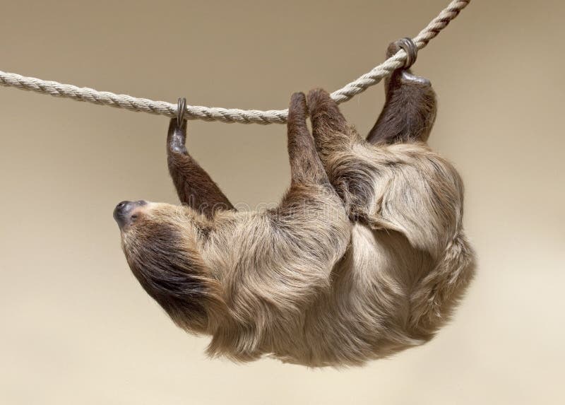 Two-toed sloth stock photo. Image of toed, zoology, animal - 24413034