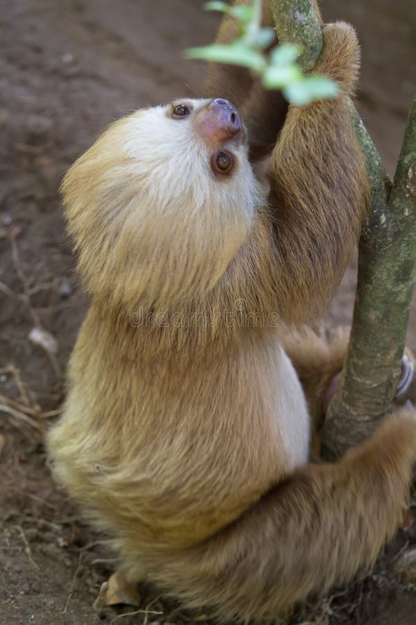 Two-toed sloth stock image. Image of rainforest, toed - 25419161