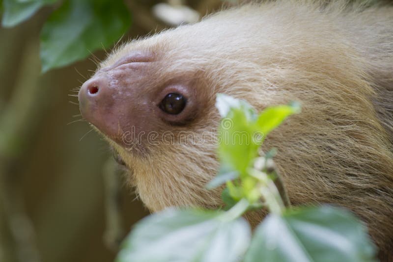 The two-toed sloth stock photo. Image of rainforest, choloepus - 25419212