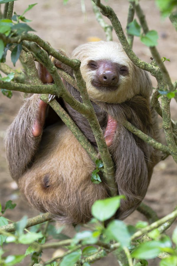 Two-toed sloth stock image. Image of rainforest, toed - 25419161