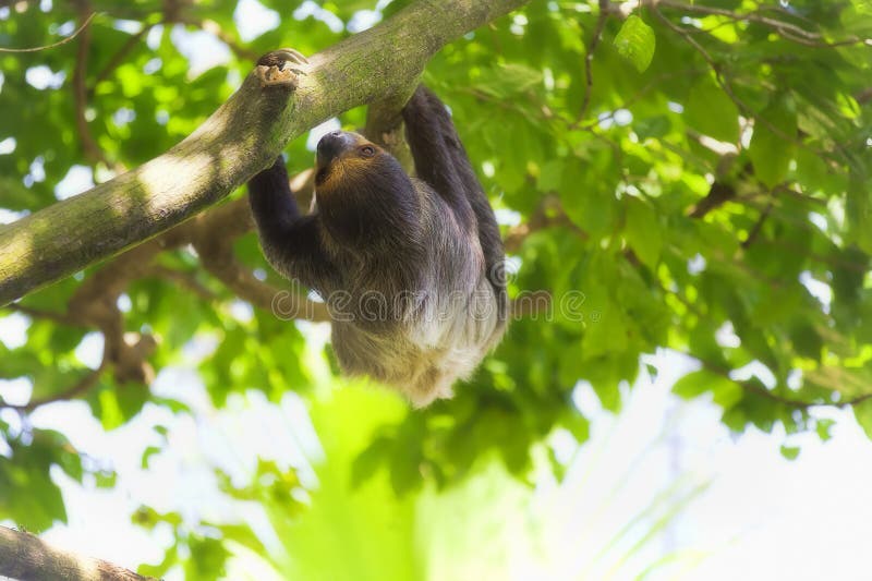 Two-toed Sloth stock image. Image of fauna, rica, moving - 38218021