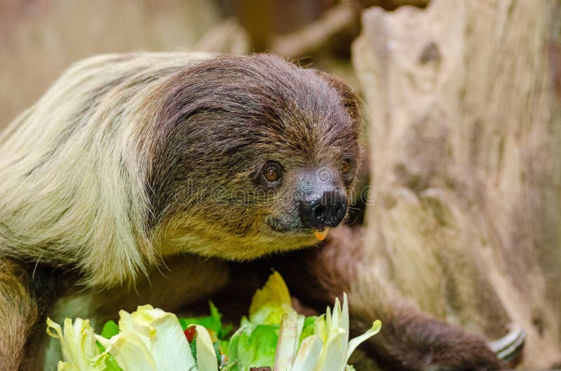 Two-toed Sloth Picture. Image: 84950217