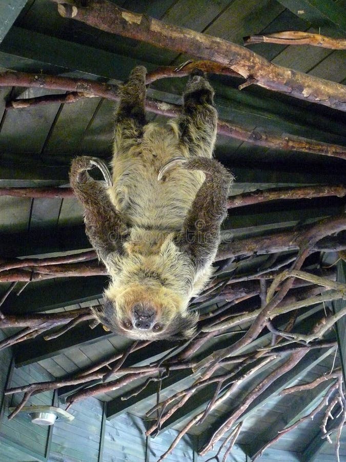 Two-toed sloth stock image. Image of choleopus, slow, jihlava - 9218535